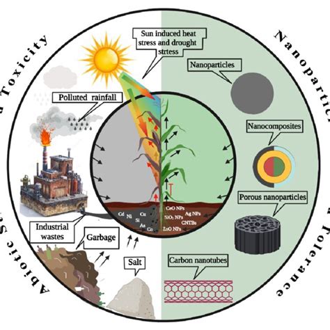 Seed Priming With Nps And Their Subsequent Effect On Plant Growth And Download Scientific