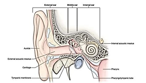 Easy Notes On 【ear】learn In Just 4 Minutes