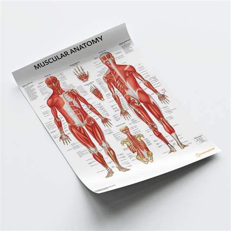 Joint And Muscle Anatomy Posters Anatomystuff