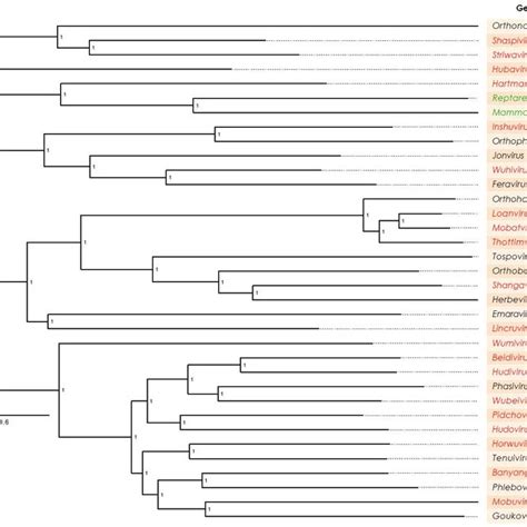 The Figure Shows A Bayesian Mcmc Tree Estimated Using A Bayesian Markov