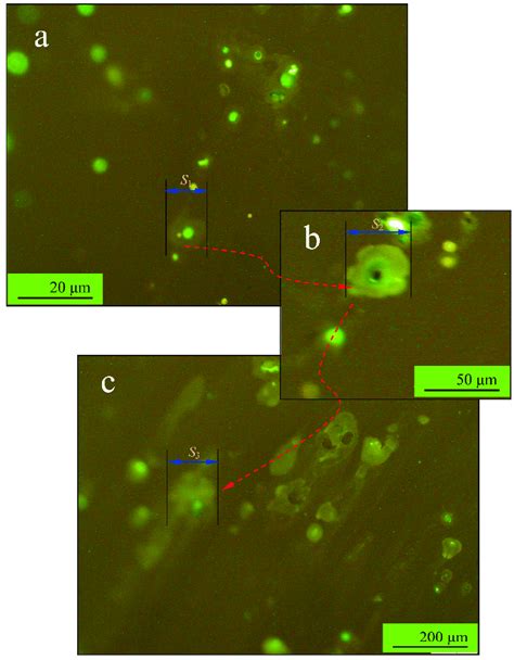 Fluorescence Microscope Morphologies Of Microencapsulated Rejuvenator Download Scientific