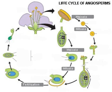 Botany Lifecycle Diagrams A Diagram Quizlet