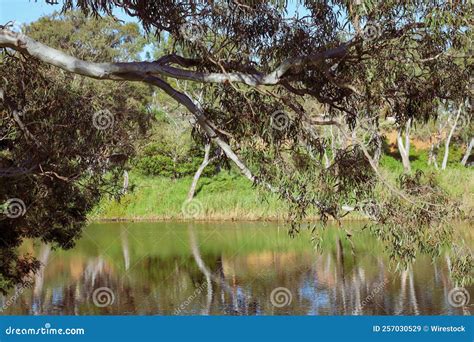 Eucalyptus Tree Growing Over A River Stock Image Image Of Tree Woods 257030529