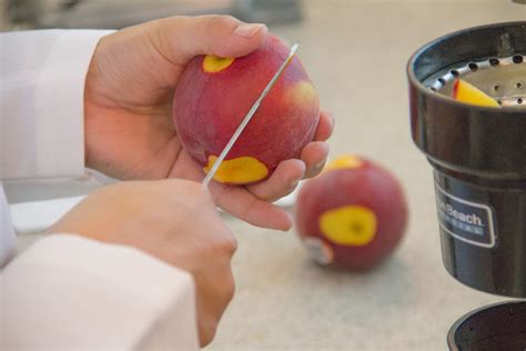 Fruit Testing Summeripe