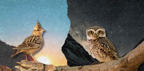 Is Your Relationship Doomed If You Have Different Bedtimes Guy Winch Yourtango