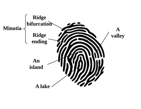 Security Vulnerabilities Against Fingerprint Biometric System Deepai
