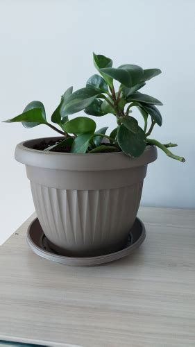 Подарявам стайно растение