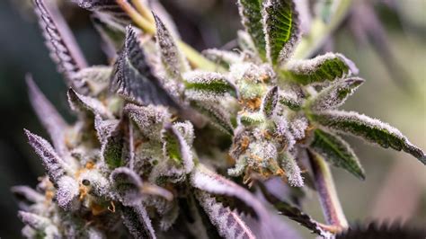 Medical Cannabis Extraction Winterization