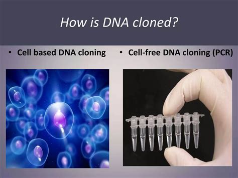 Pcr Based Gene Cloning Pptx