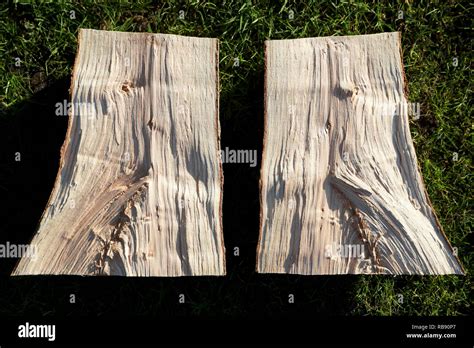 A Perfectly Split Log From An Ash Tree Showing Grain Structure Of The