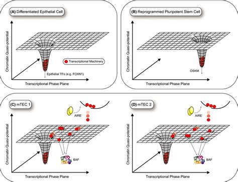 Alterations In The Chromatin Landscape Allows Mtecs To Sample Genes