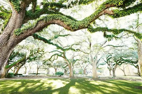Savannah Georgia Pictures Download Free Images On Unsplash