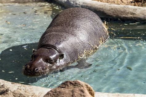 Pygmy Hippo Oldest In The World After Turning 51 And A Half Whats