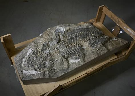 Scientists Identified A 240 Million Year Old Fossil Of A Giant Lizard