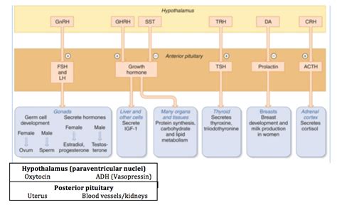 Endocrine System Diagram Quizlet Endocrine System Diagram Quizlet