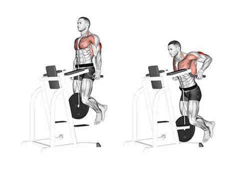 Chest Dips Bí Quyết Xây Dựng Cơ Ngực Dưới Săn Chắc Thể Thao Minh Phú