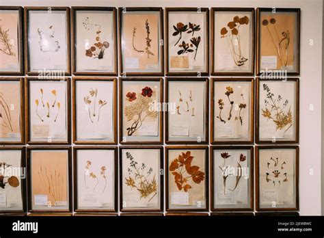 General Viev On Herbarium Collection Of Dried Leaves Collage Dry