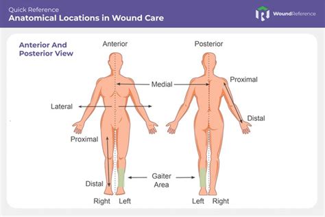 Applied Anatomy And Physiology In Wound Care