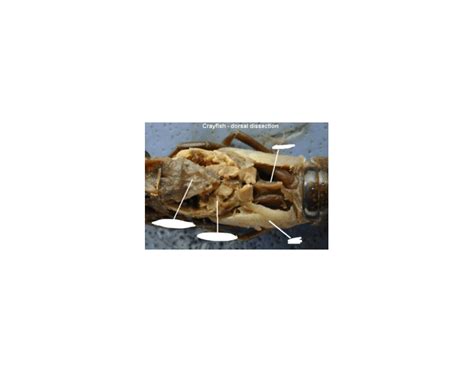 Crayfish Dorsal Dissection Quiz