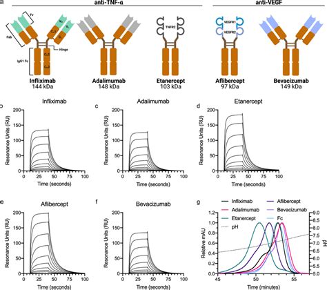 Fc Fused Modalities Affect Fcrn Binding Throughout The Ph Gradient A Download Scientific