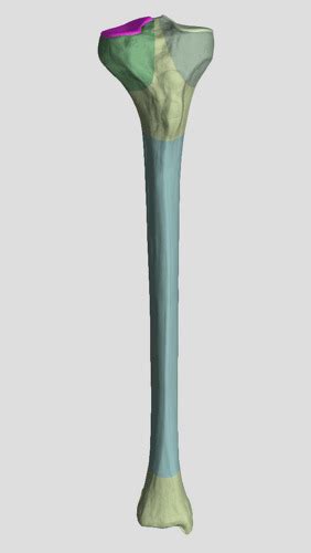 Anatomy Lab Tibia Bone Flashcards Quizlet Anatomy Lab Tibia Bone Flashcards Quizlet