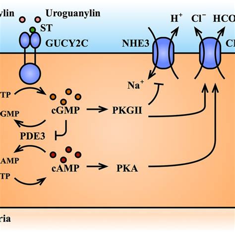 The Intestinal Crypt Villus Axis The Small Intestinal Epithelium Is