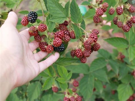 Купить Ежевика Дойл бесшипная Цена, фото, описание, отзывы. Курьерская ...