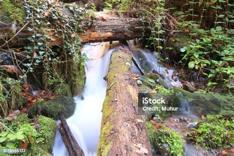 아름 다운가 풍경 노란색 나무와 태양입니다 공원에서 화려한 단풍입니다 떨어지는 나뭇잎 자연 배경 0명에 대한 스톡 사진 및 기타 이미지 Istock
