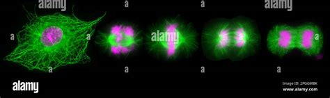 Mitosis Light Micrograph Stock Photo Alamy
