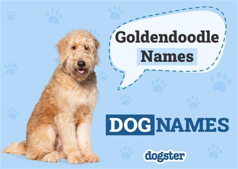 325 Adorable Goldendoodle Names Dogster