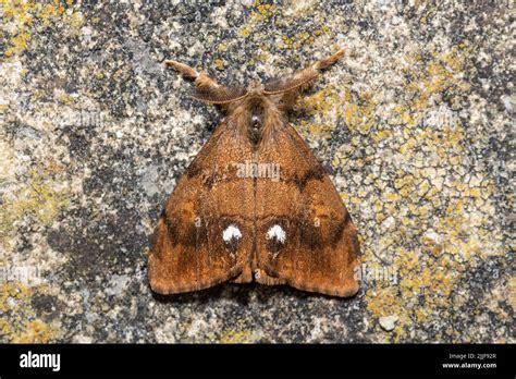 Orgyia Antiqua The Vapourer Or Rusty Tussock Moth Close Up Of A Male