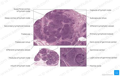 Lymph Nodes Definition Anatomy And Locations Kenhub