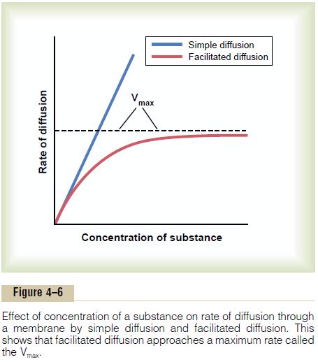 Facilitated Diffusion Graph