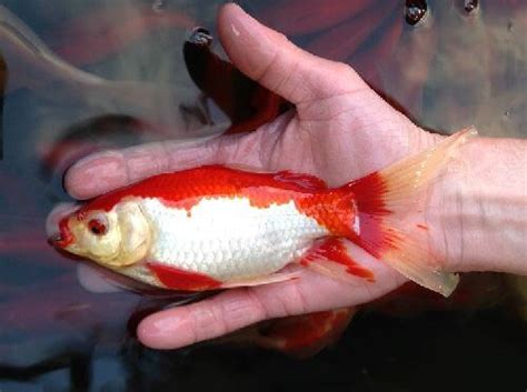 Купить малька и крупную живую рыбу для зарыбления пруда Цены в Москве и в Подмосковье