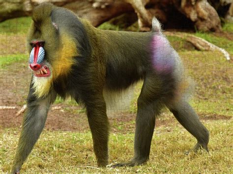 Mandrill Baboons