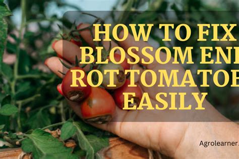 How To Fix Blossom End Rot In Tomatoes Easily Must Read