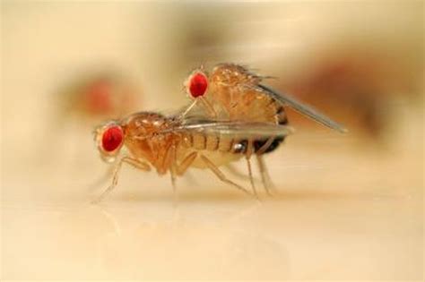Neuroendocrine System Influences Sexual Behavior Disclosed Fruit Flies Techietonics