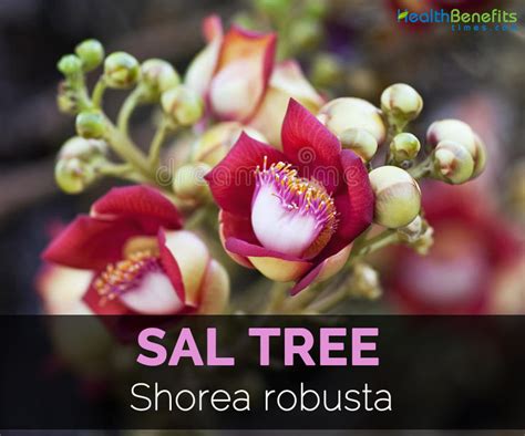 Facts And Benefits Of Sal Tree Health Benefits