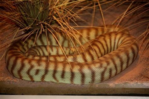 Woma Python Care Setup Temperament Size Lifespan