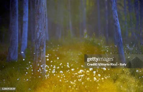 Forest Underbrush Photos And Premium High Res Pictures Getty Images