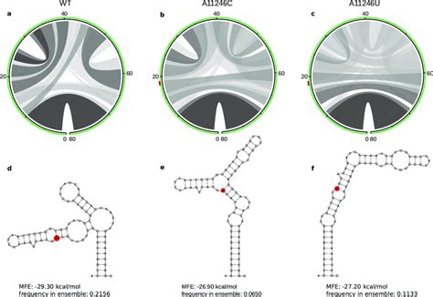 Aberration Of The Thermodynamic Ensemble Of A Locally Stable RNA Download Scientific Diagram