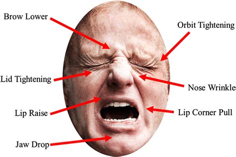 An Example Of Facial Action Coding Download Scientific Diagram