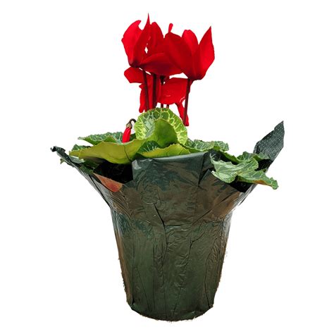 Cyclamen 6″ Pot Shopic