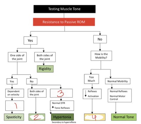 Lecture 5 Motor Control And Descending Pathways Flashcards Quizlet