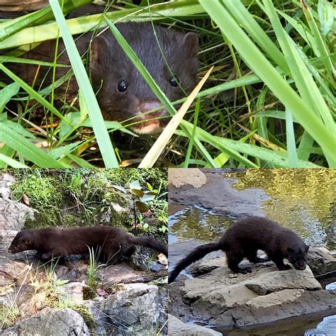 Our Four Southwest Virginia Wildlife Center Of Roanoke Facebook