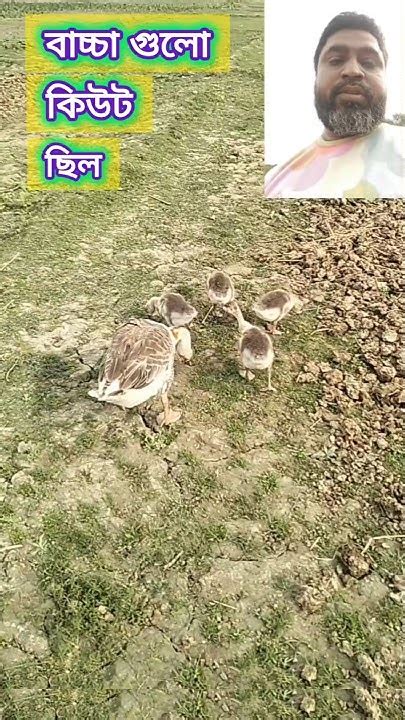 গ্রাম বাংলার প্রকৃতি মানেই প্রশান্তি। Villagenature Viralshorts Viralshort Nature Youtube