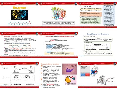 Enzymes Lecture Notes In Biochem Enzyme S Ribbon Diagram Of