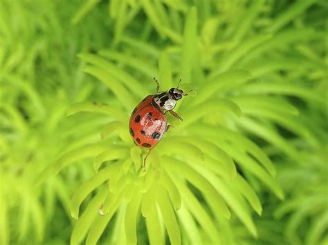 Asian Lady Beetle Photograph By Lyuba Filatova Pixels