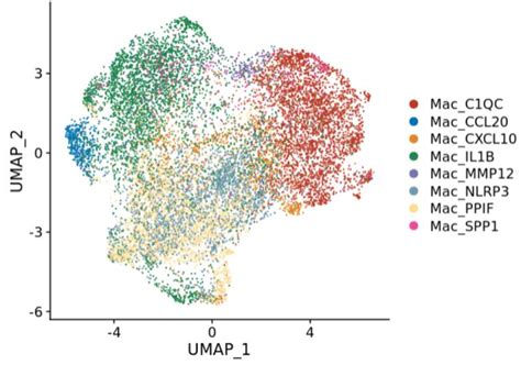 Discrepancy Between Umap And Graph Based Clustering After Subset