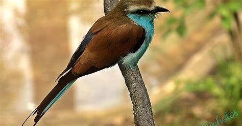 Racket Tailed Roller Imgur